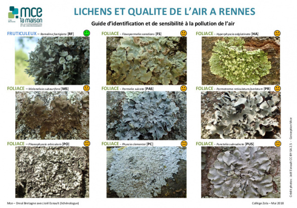 Lichens bio-indicateurs de qualité de l'air — WikiRennes
